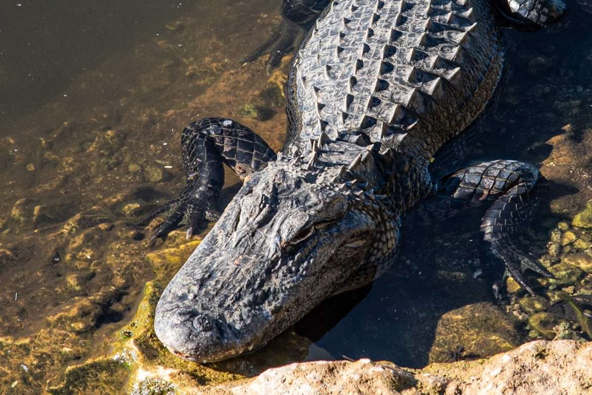 Alligator Encounters: Fishing Safety Tips - B8LAB Fishing Blog