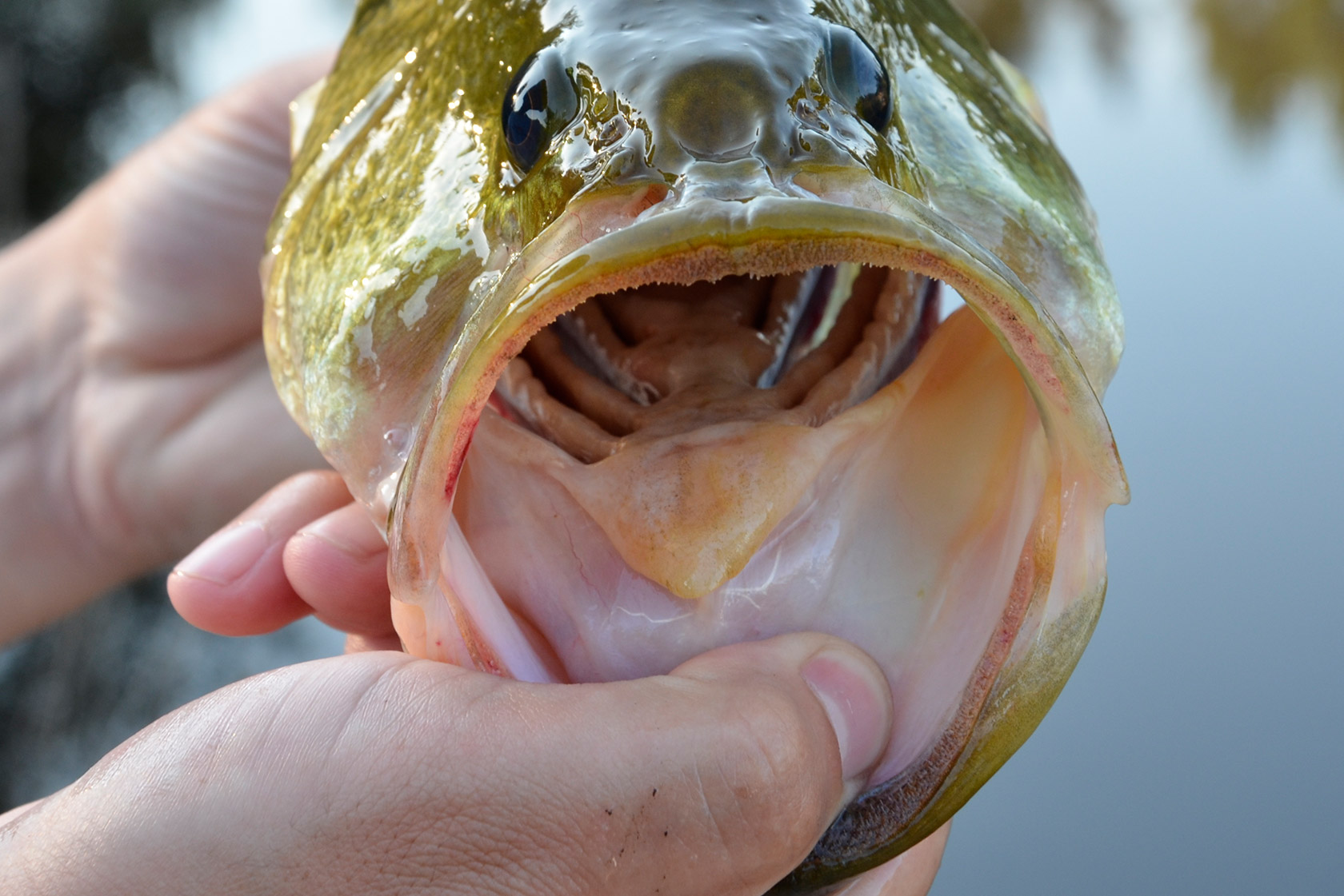 Bass Teeth: What Kind of Teeth Do Bass Have? - B8LAB - Cast. Catch ...