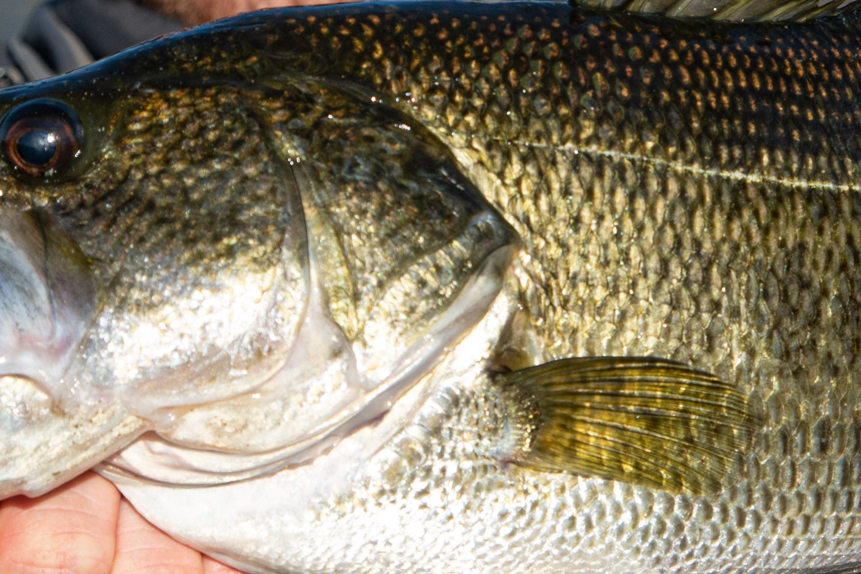 Do Largemouth Bass Have Lateral Lines? - B8LAB - Cast. Catch. Conquer.™
