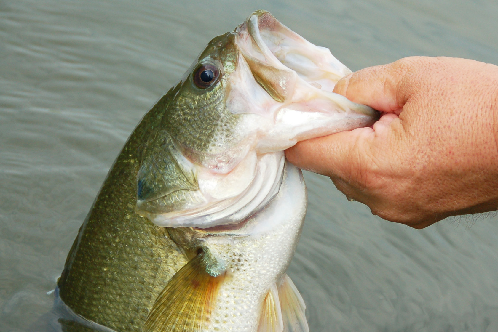 Largemouth Bass - Scientific Name: Micropterus salmoides - B8LAB - Cast. Catch. Conquer.™