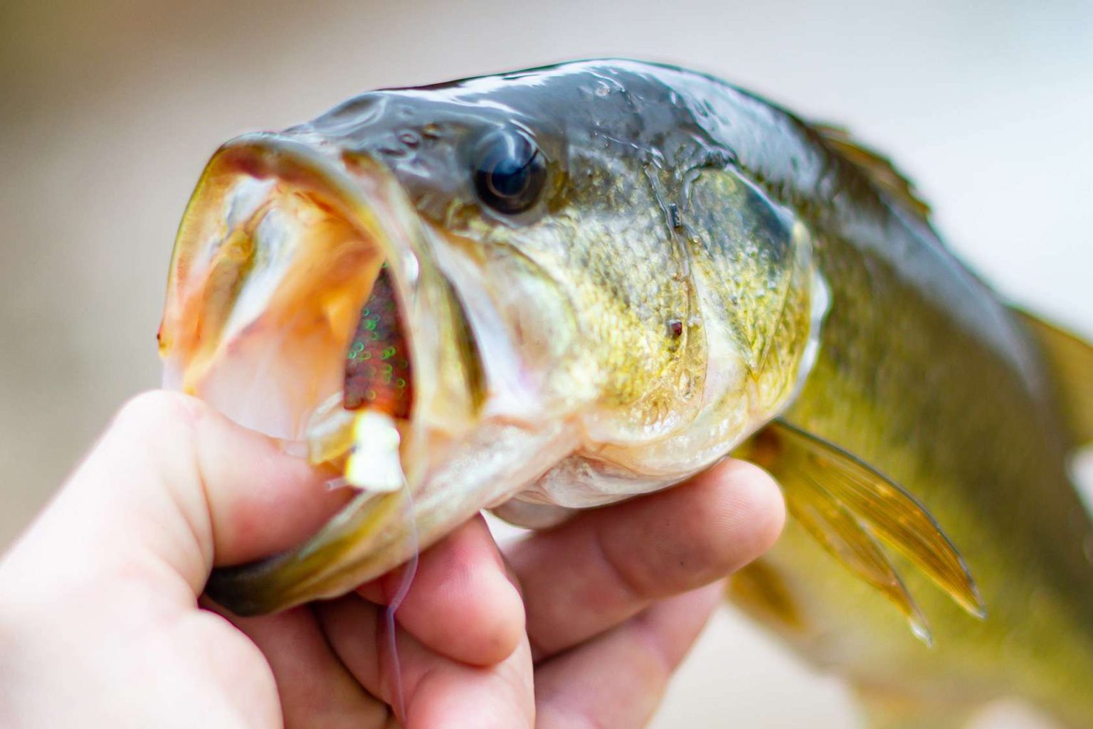 Largemouth Bass Growth Chart - B8LAB - Cast. Catch. Conquer.™